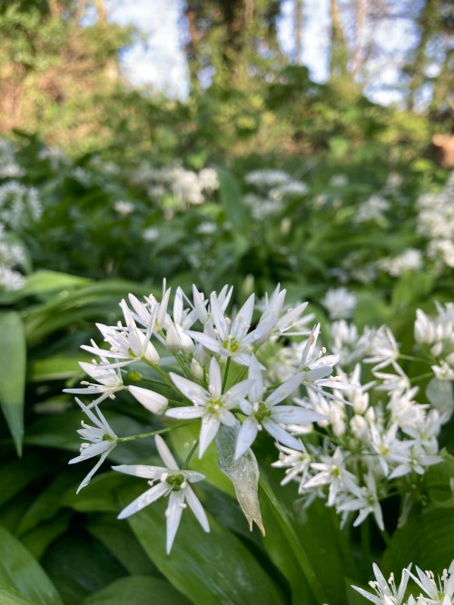 Samantha Humphreys | Art, Photography, Inspiration & Education